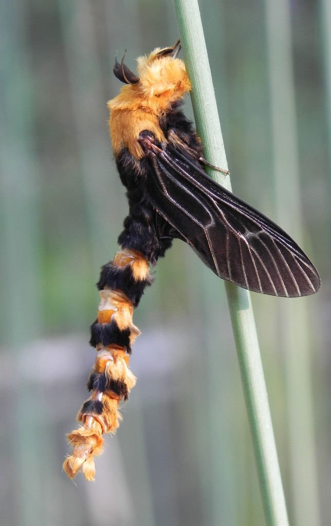 Saunder's Case Moth from Talegalla Weir QLD 4650, Australia on March 17 ...