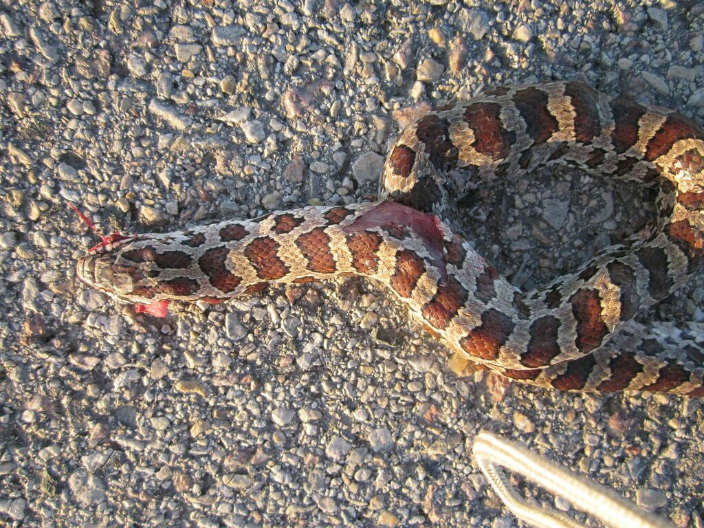 Prairie Kingsnake from Ennis, TX, USA on July 4, 2024 at 08:01 AM by ...