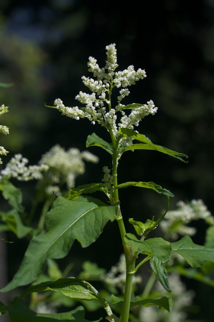 Koenigia (Polygonaceae (Buckwheat) of the Pacific Northwest) · iNaturalist