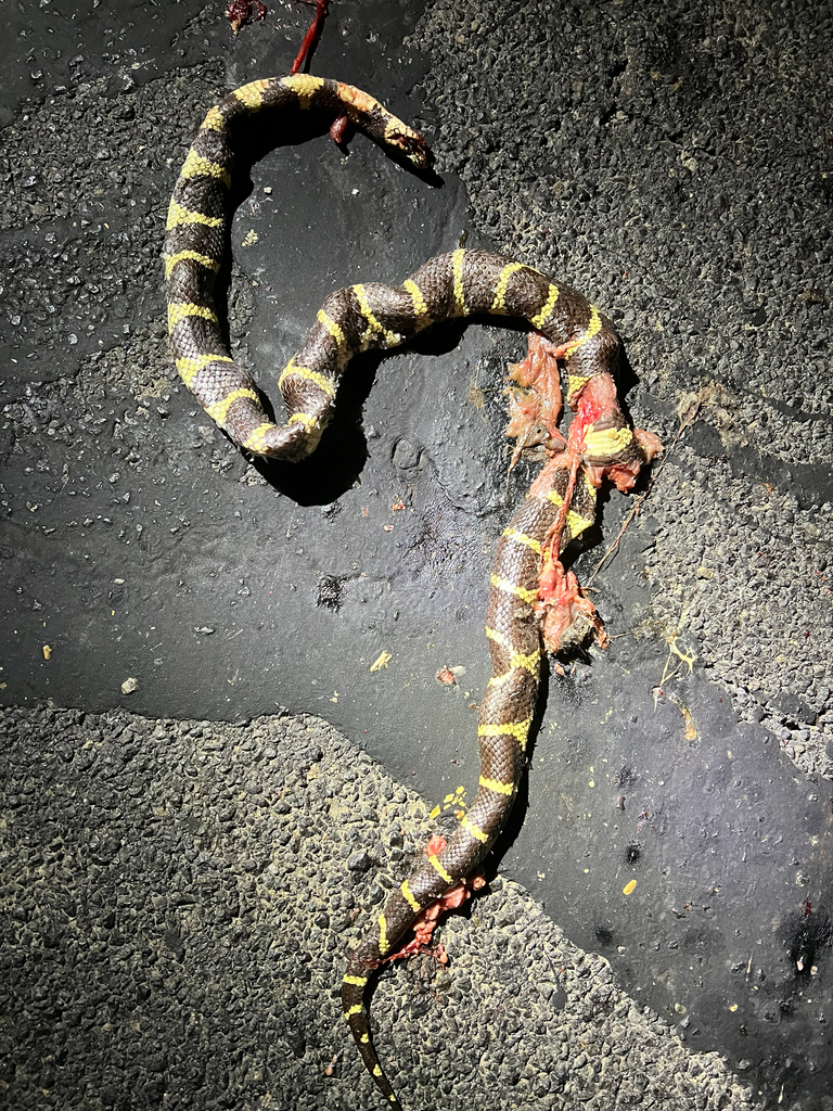 California King Snake from S Patterson Pass Rd, Tracy, CA, US on July 3 ...
