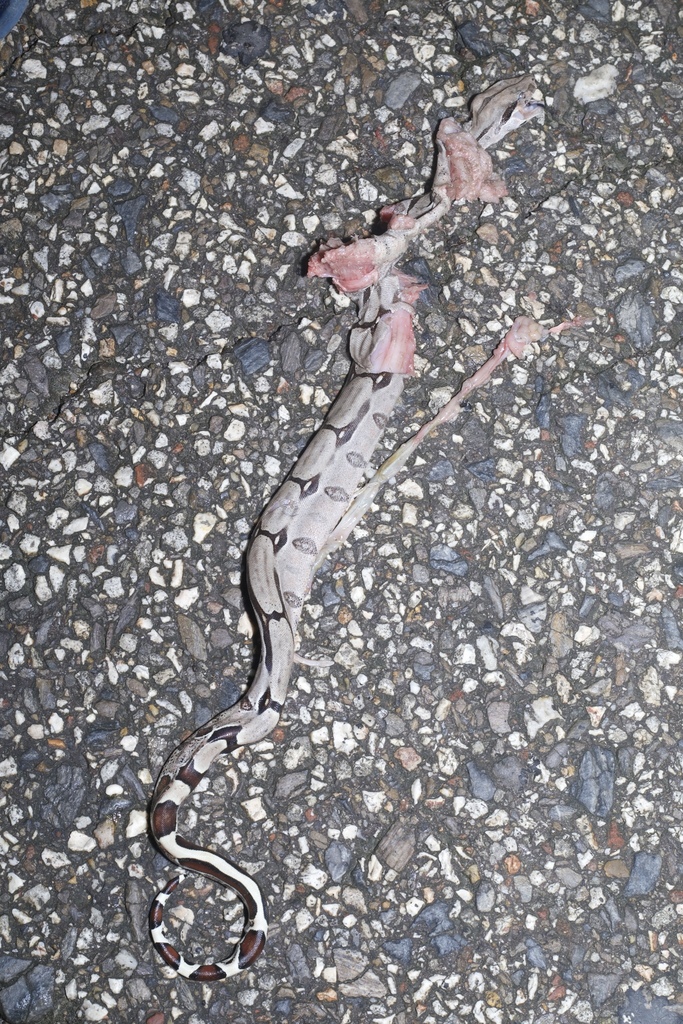 Boa Constrictor from Guayaguayare, Trinidad and Tobago on June 29, 2024 ...