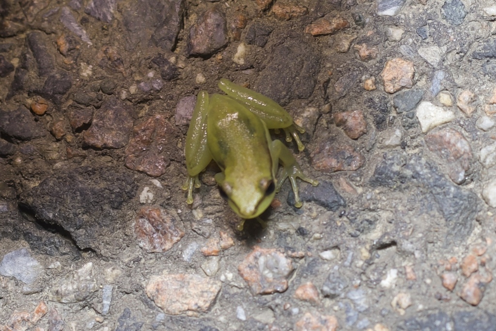 Maracaibo Basin Tree Frog from Guayaguayare, Trinidad and Tobago on ...