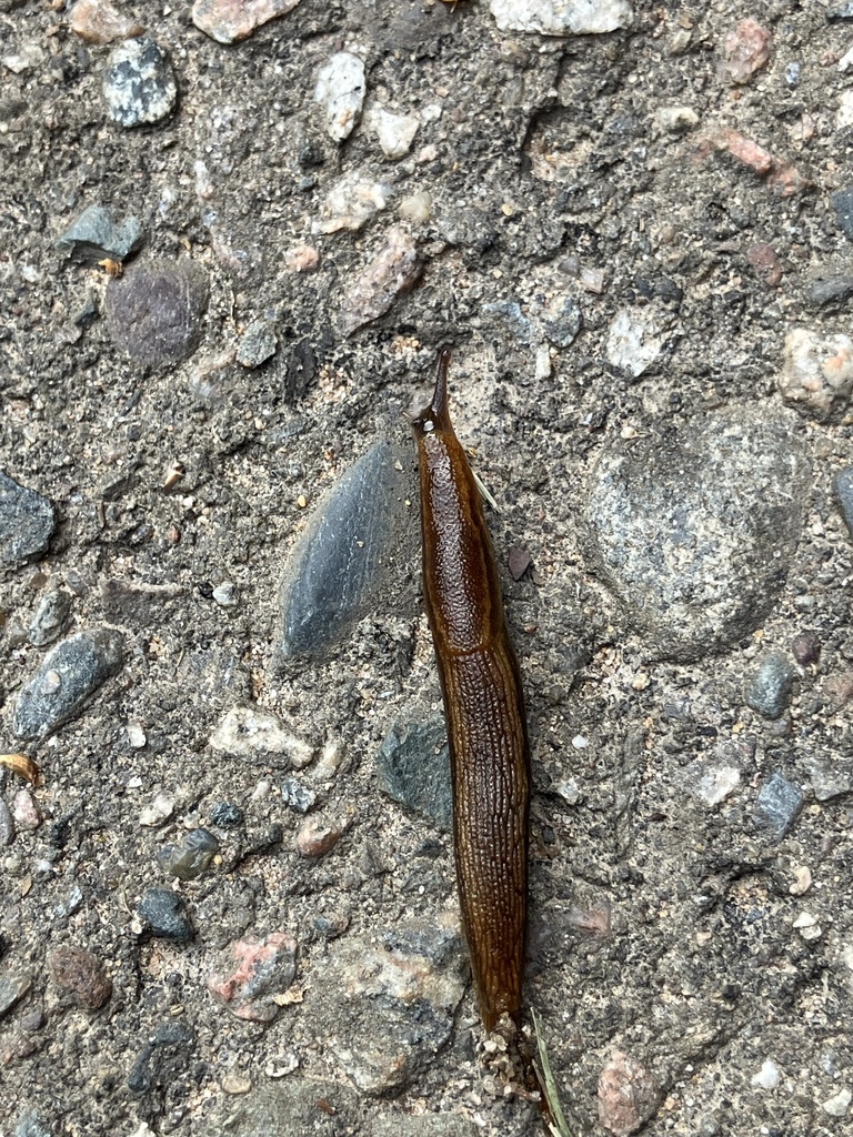 Western Dusky Slug from County Road 510, Negaunee, MI, US on July 04 ...