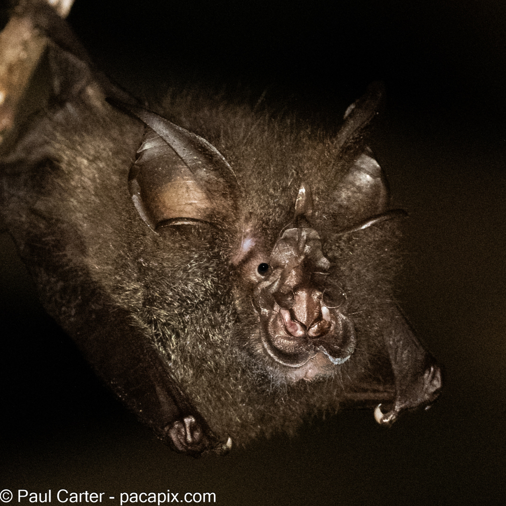 Malaysian Woolly Horseshoe Bat (Rhinolophus morio) - Know Your Mammals