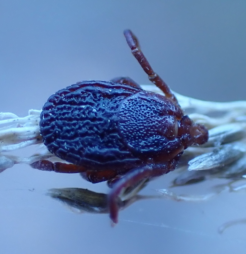 Pepper Ticks from Wild and Free, Klein Karoo, Garden Route District ...