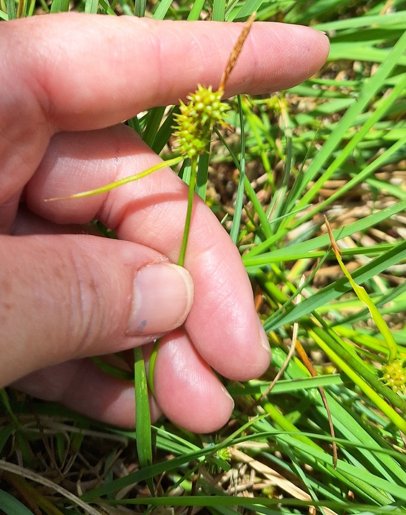 Common Yellow Sedge from Loddiswell, Kingsbridge TQ7 4EA, UK on 04 July ...