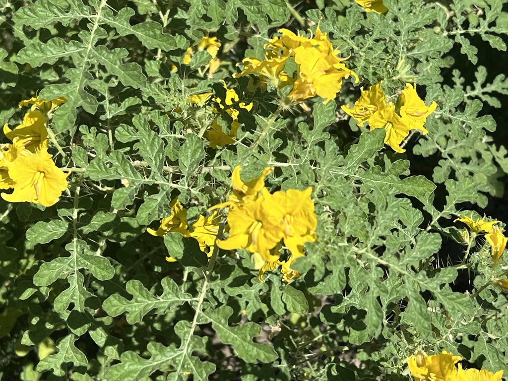 buffalo-bur from Meadow Oaks Dr, Dallas, TX, US on July 4, 2024 at 10: ...