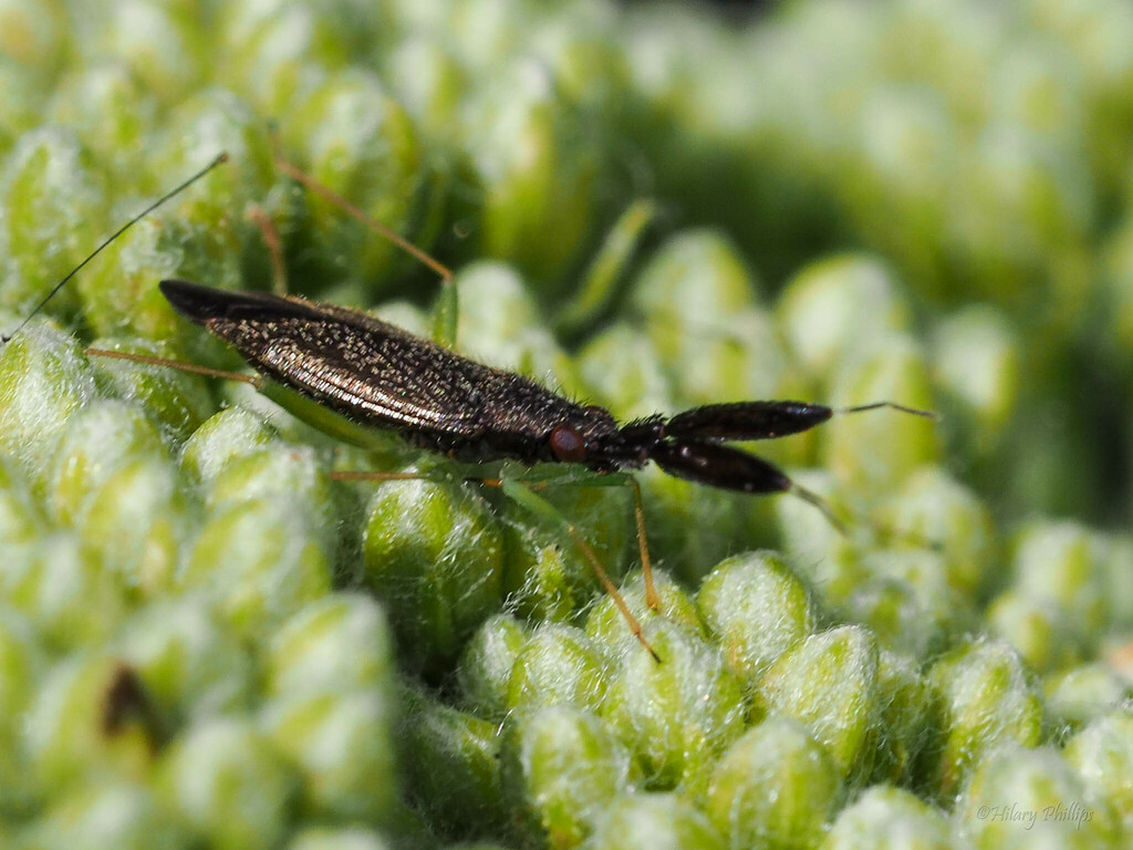 Common Flathorn Plant Bug from G Bude EX23, UK on July 2, 2024 at 04:35 ...