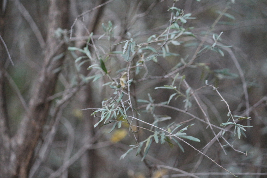 False Olive from West Rand District Municipality, South Africa on July ...