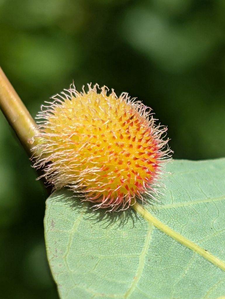 Hedgehog Gall Wasp from Moraine Township, IL, USA on July 1, 2024 at 12 ...