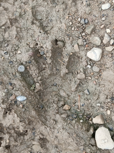 Raccoon Tracks – NatureTracking