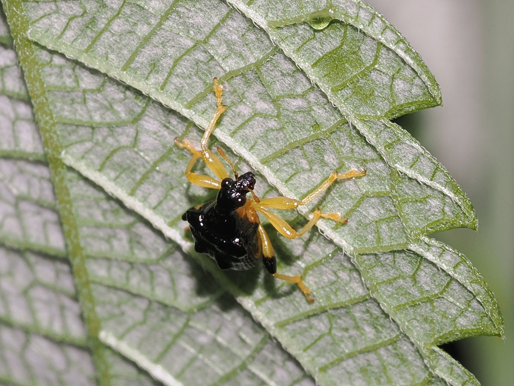 Phymatapoderus latipennis from 杭州市西湖区桃源坞 on July 03, 2024 at 07:44 PM ...