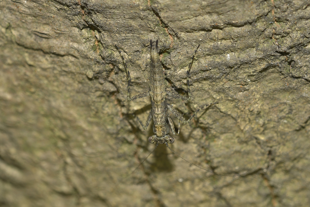 Amorphoscelis chinensis from 中国江苏省南京市玄武区 on July 04, 2024 at 08:53 PM ...