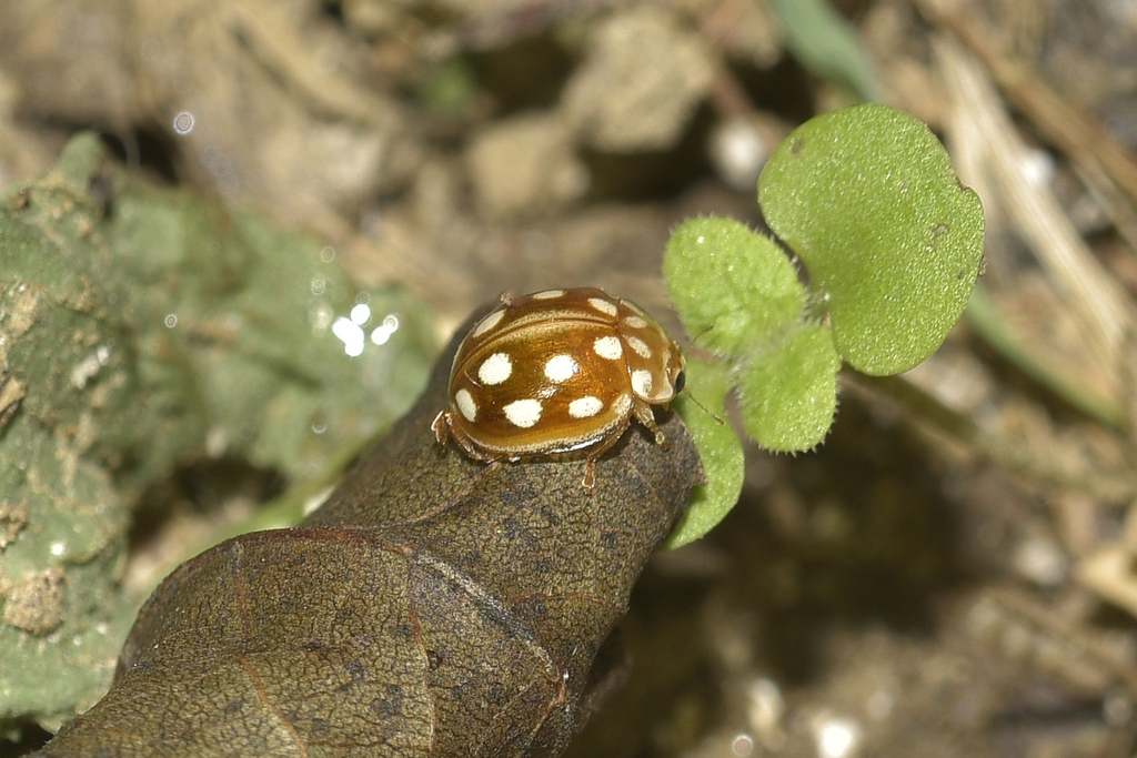 Calvia muiri from 中国江苏省南京市玄武区 on July 4, 2024 at 09:29 PM by 龙栩川 ...