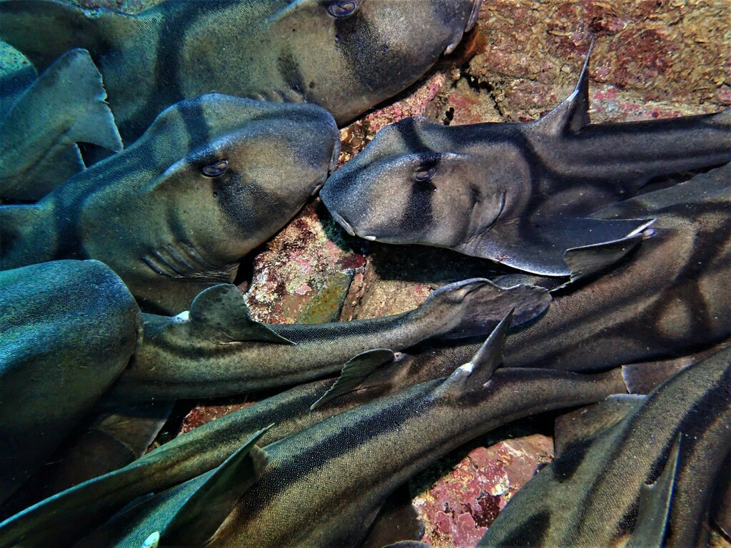 Port Jackson Shark from RMS Orizaba Wreck, Rockingham, WA, Australia on ...
