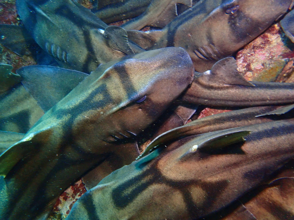 Port Jackson Shark (Heterodontus portusjacksoni) - Marine Life ...