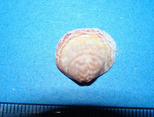 Fulvia australis · iNaturalist United Kingdom
