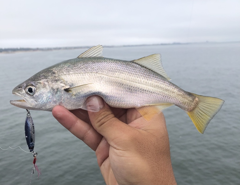 Queenfish (Seriphus politus) - Marine Life Identification