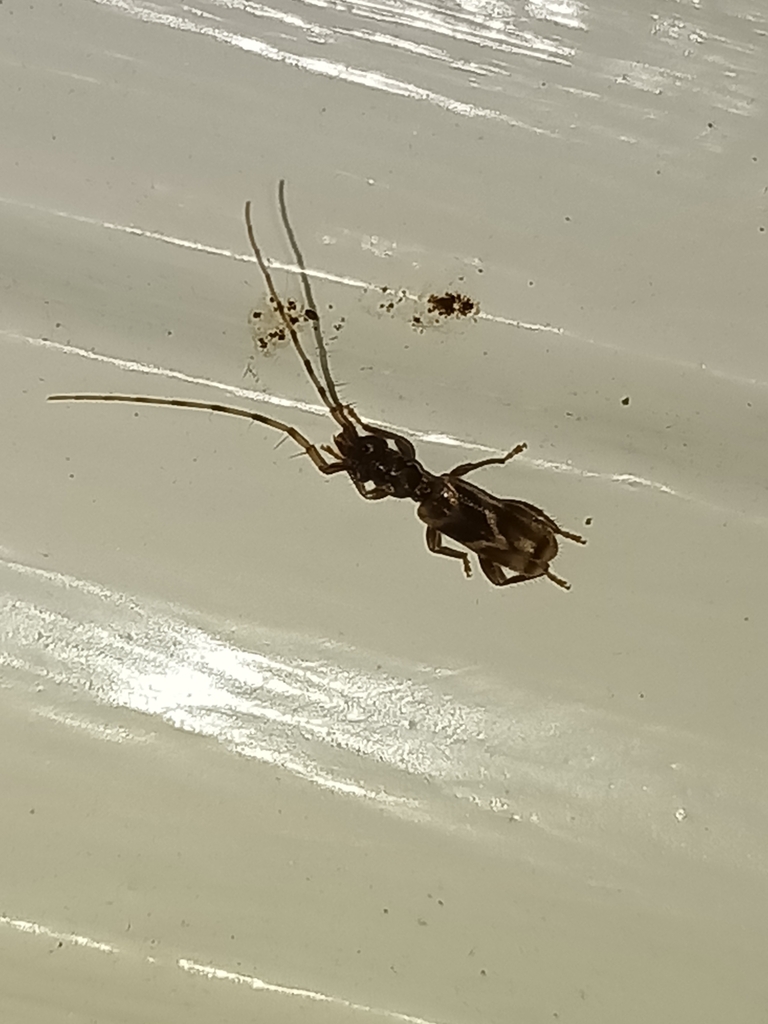 Stenhomalus taiwanus from Baton Rouge, LA 70815, USA on July 4, 2024 at ...