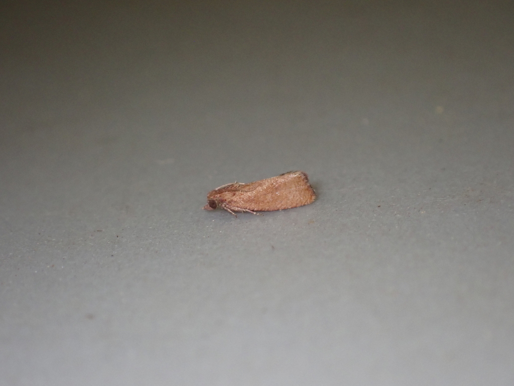 Koa Seedworm from Kauai County, HI, USA on July 3, 2024 at 08:45 PM by ...