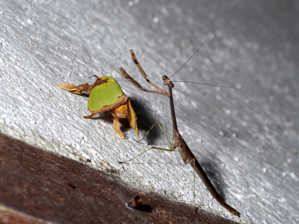Mantises from Bomassa on May 25, 2016 at 10:11 PM by Matt Muir. Who, me ...