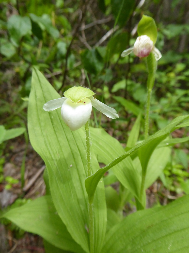 Sparrow's-egg Lady's Slipper from Blaeberry Valley, BC, Canada on June ...