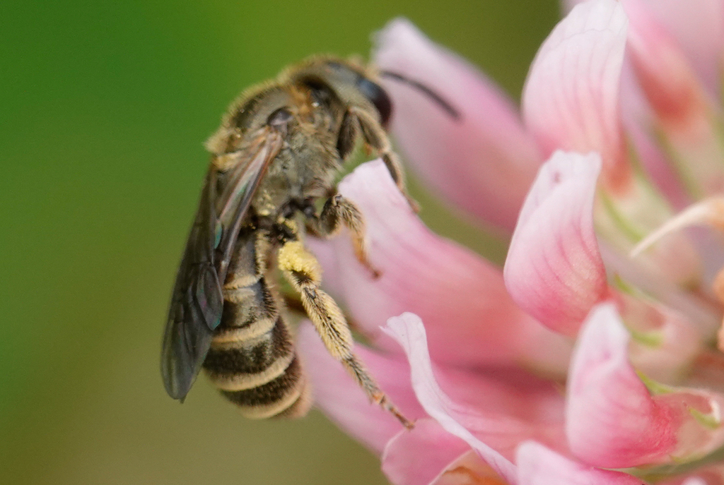 Confusing Furrow Bee from Richmond Hill, ON, Canada on July 4, 2024 at ...
