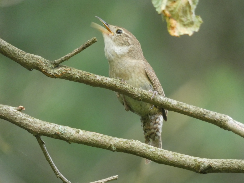 House Wren from Delaware County, PA, USA on July 4, 2024 at 07:57 PM by ...