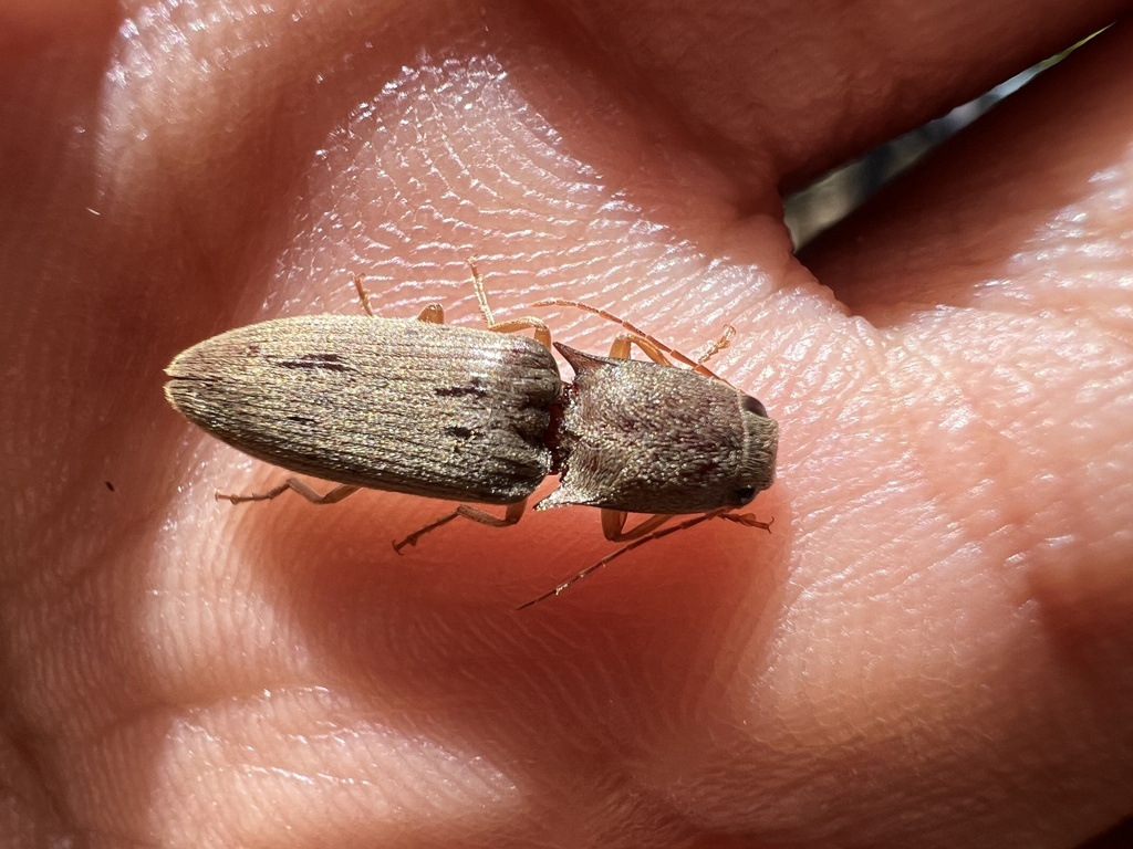 Pasture Wireworm from Calle Juárez, San Sebastián, Edo. Méx., MX on ...