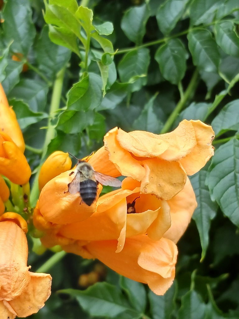 Common Eastern Bumble Bee from Leonia, NJ, USA on July 4, 2024 at 12:07 ...