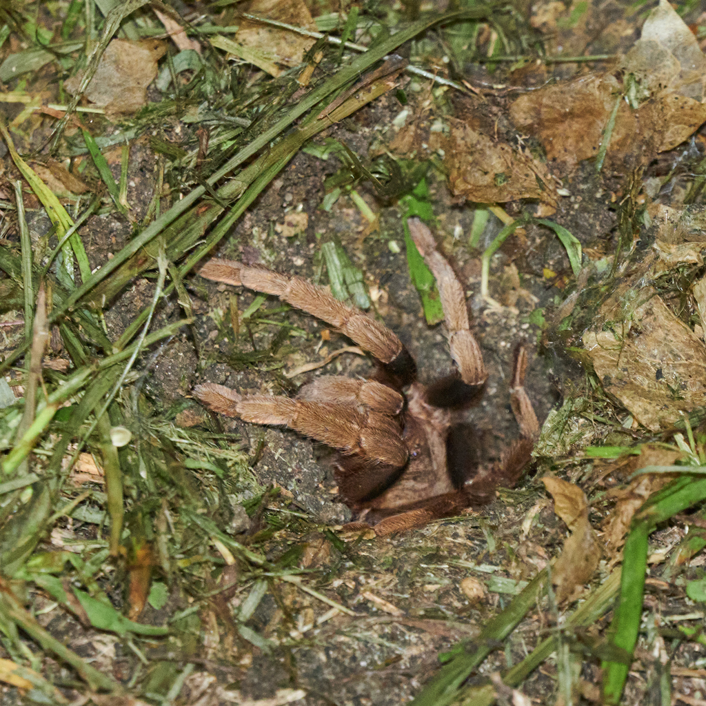 Belize Cinnamon Tarantula from Doyle's Delight St, Belmopan, Belize on ...
