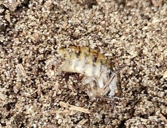 Lawn Shrimp from Paraparaumu Beach, Paraparaumu, New Zealand on June 29 ...