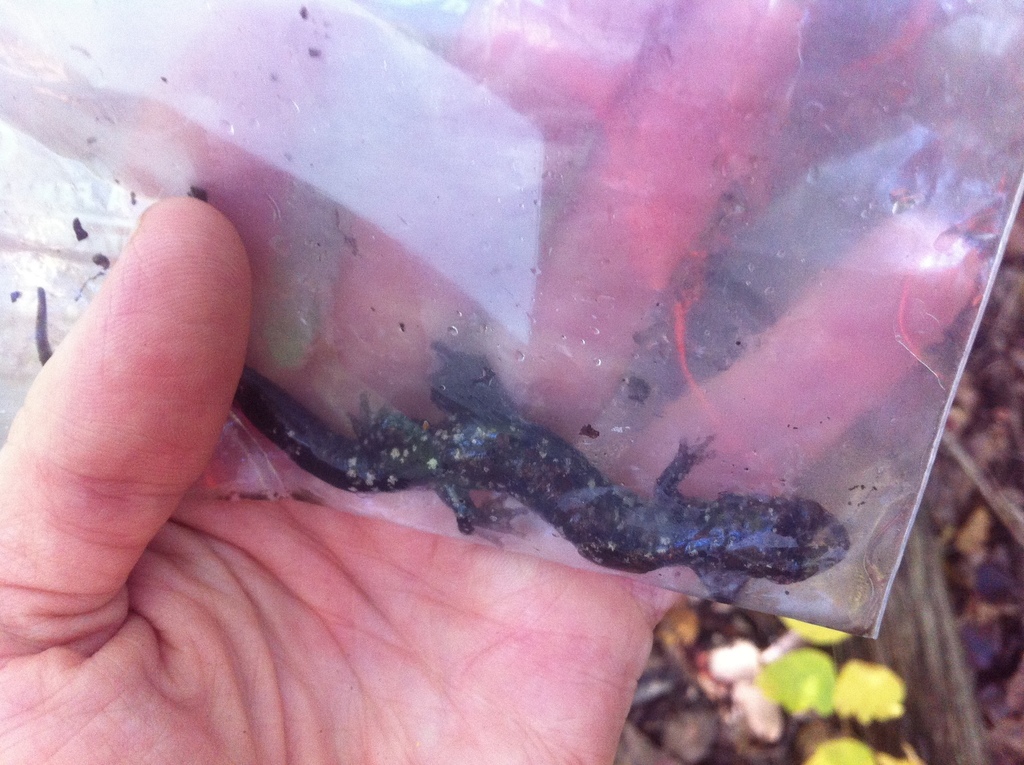 Fourche Mountain Salamander in October 2013 by Kory Roberts. From a ...