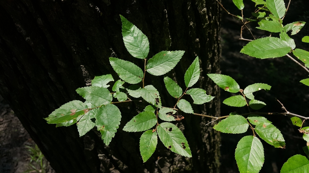 Water Elm (Jim Chapman/Cooper and White Oak Plant Guide) · iNaturalist