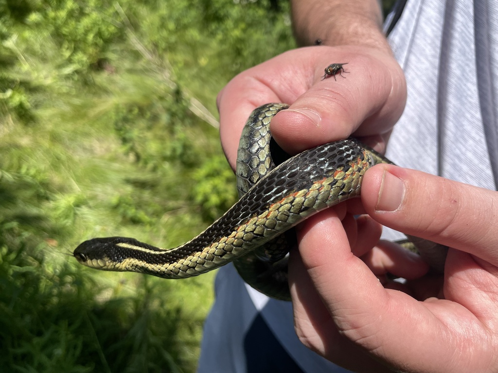 Common Garter Snake from Matthaei Botanical Gardens, Ann Arbor, MI, US ...