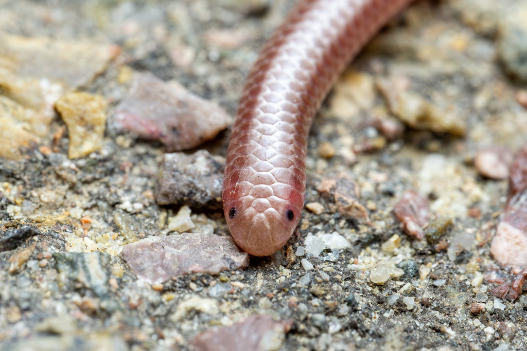 Western Threadsnake from La Jolla, San Diego, CA, USA on July 4, 2024 ...