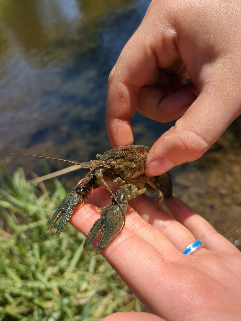 Virile Crayfish from Russell, ON K4R, Canada on July 2, 2024 at 11:31 ...