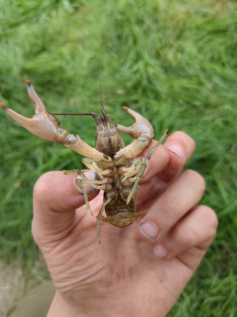 Rusty Crayfish from Winchester, ON K0C 2K0, Canada on July 3, 2024 at ...