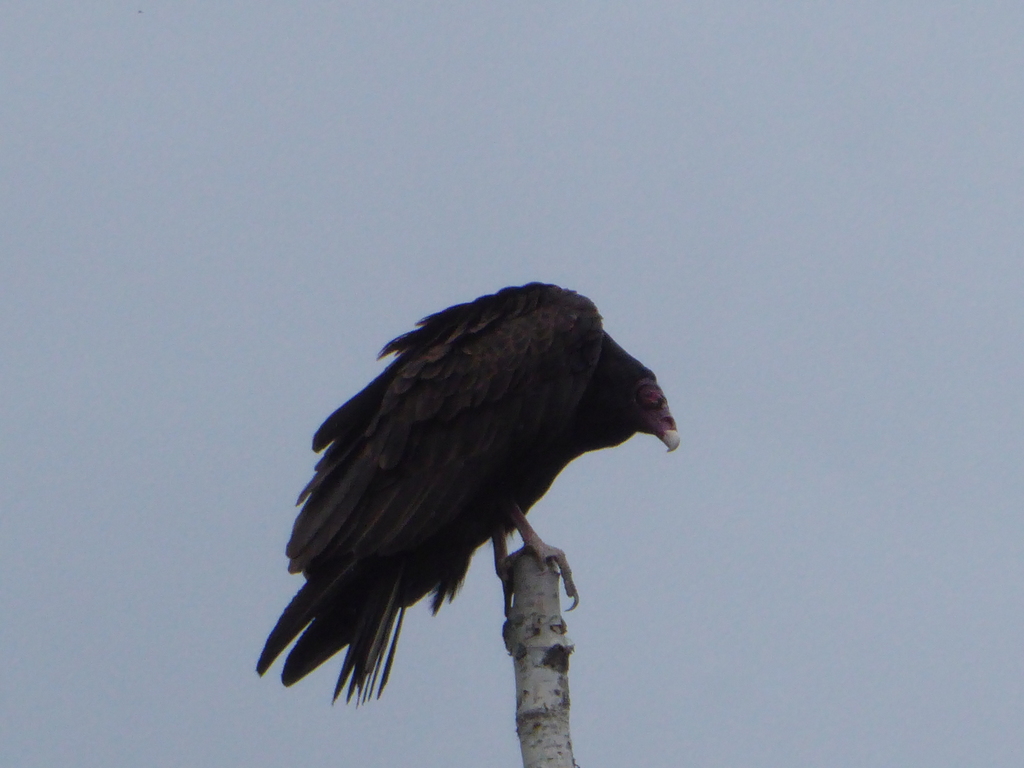 Turkey Vulture from Blaeberry Valley, BC, Canada on June 30, 2024 at 02 ...