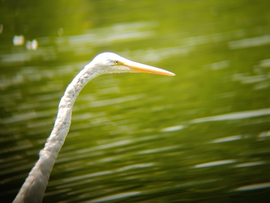 Great Egret from Bosque de Chapultepec II Secc, 11100 Ciudad de México ...