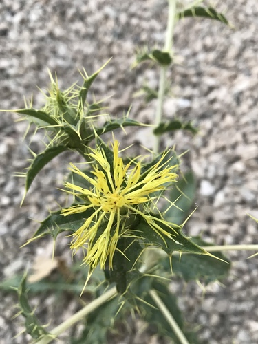 Jeweled distaff thistle (Carthamus oxyacanthus)