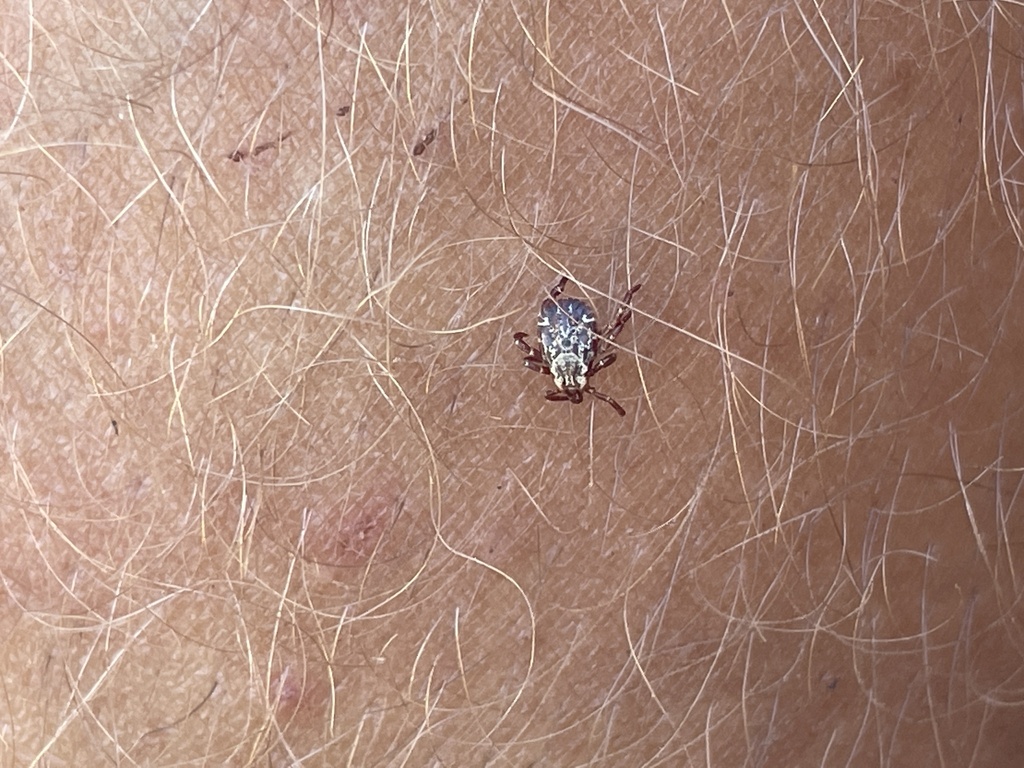 Dog Ticks from Rich County, UT, USA on June 27, 2024 at 09:08 AM by ...