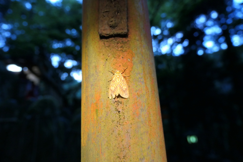 Barsine striata from Fushimi Ward, Kyoto, Japan on May 29, 2024 at 11: ...