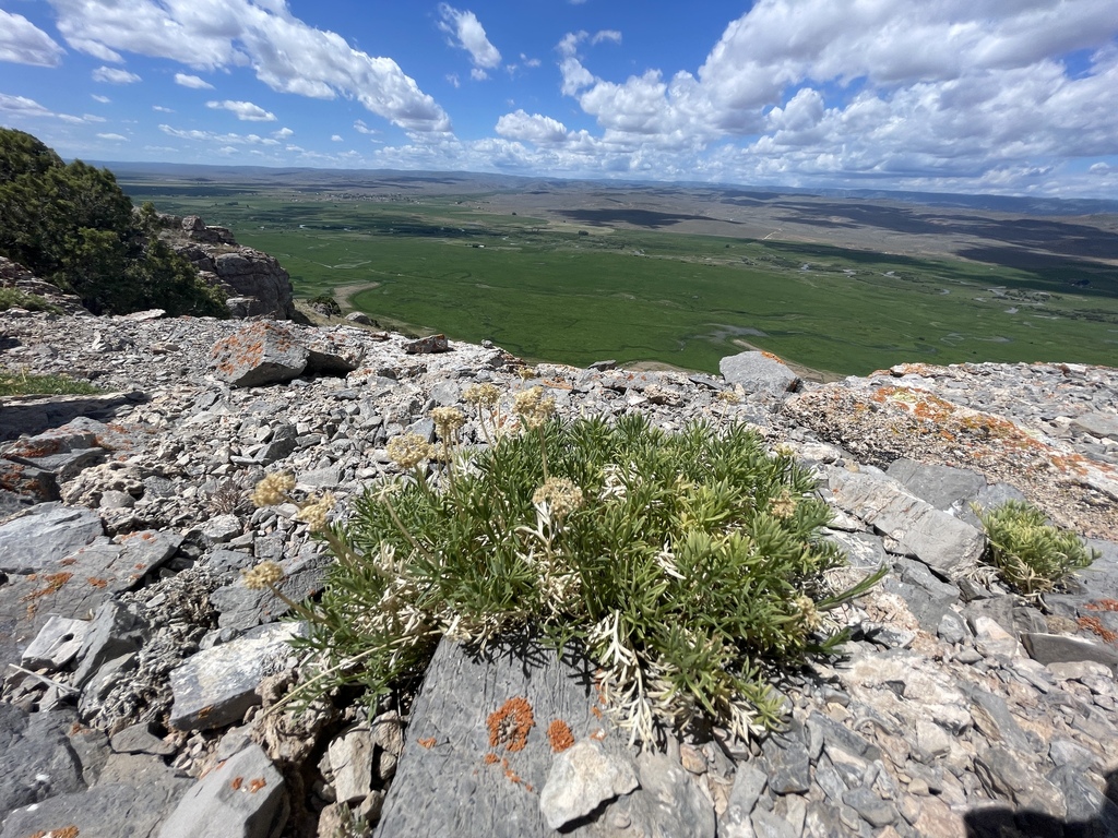 Crawford Mountains spring-parsley from Rich, Utah, United States on ...