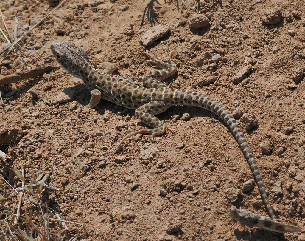 Long-nosed Leopard Lizard in June 2024 by Wendy McCrady · iNaturalist