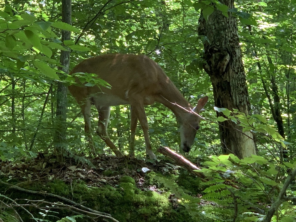White-tailed Deer from The Adirondack Park, Cranberry Lake, NY, US on ...