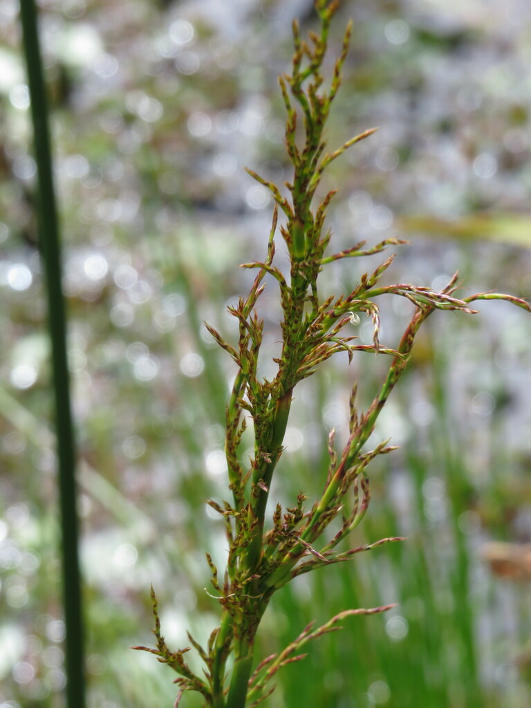 Jointed twig rush from Doolandella-Forest Lake, Queensland, Australia ...