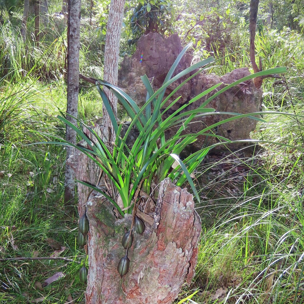 Snake Orchid from Bermagui NSW 2546, Australia on June 30, 2024 at 02: ...