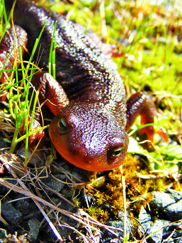Rough-skinned Newt from Cow Creek Road Glendale, Oregon on March 24 ...