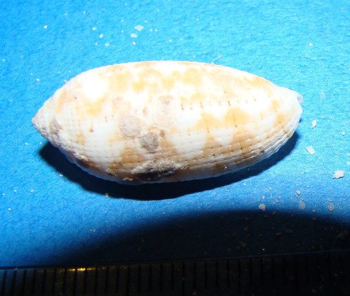 Genus Pterygia · iNaturalist